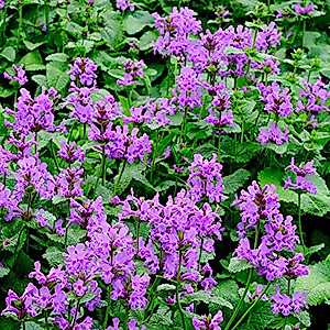 Outsidepride Perennial Lamb's Ear Macrantha Garden Foliage Plant Seed - 50 Seeds
