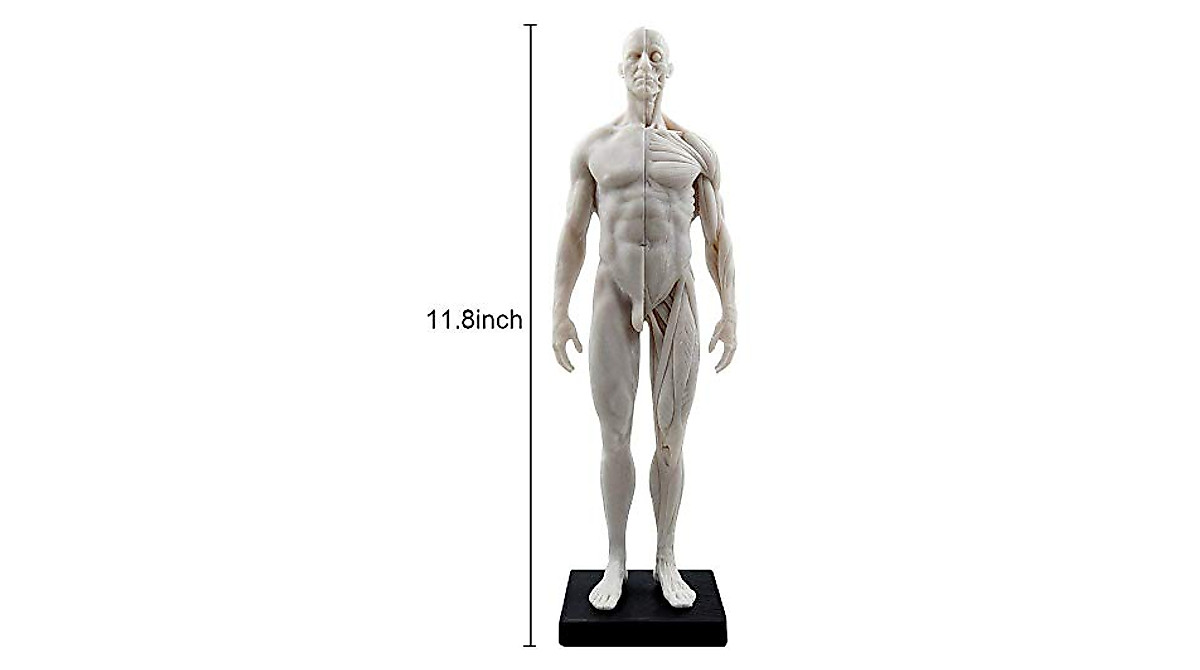 Male Anatomy Figure Model for Artists - Ecorche Supplies