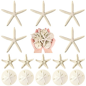 Queekay 15 Pieces Resin Starfish Sand Dollars 2.0 Inch Starfish 4.7 Inch Starfish 2.3 Inch Sand Dollars Crafts Ocean Themed Glittered Coastal Decorations for Christmas Wedding Party Decor Supplies