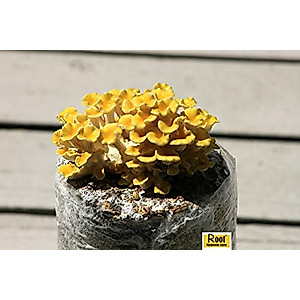 Root Mushroom Farm—Golden Oyster Mushroom Grow Kit