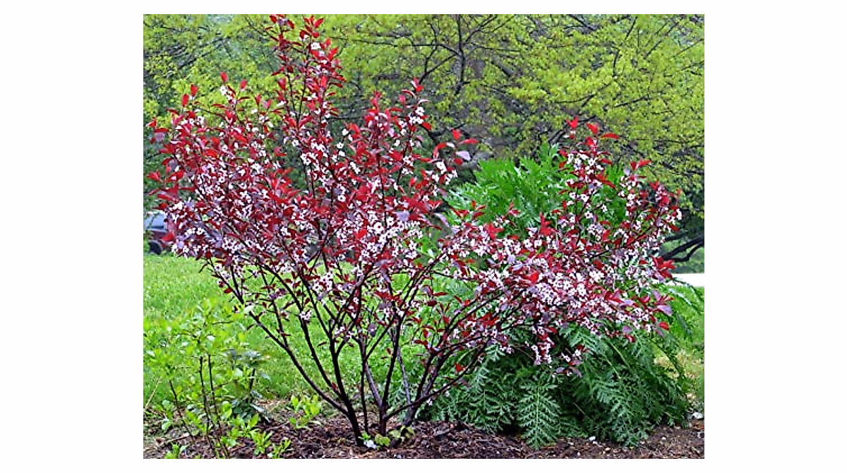 Purple Leaf Sand Cherry Tree - Vibrant Fall Color, Fast Growing