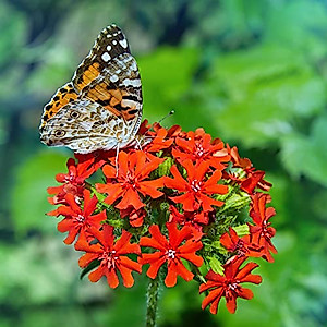 Maltese Cross Seeds - 1 Pound - Red Flower Seeds, Heirloom Seed Attracts Bees, Attracts Butterflies, Attracts Hummingbirds, Attracts Pollinators, Fragrant, Container Garden