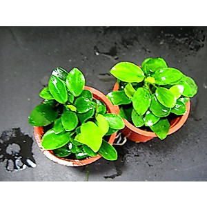 Anubias petite 25~35 leaves - Live aquaric plant fish tank(The plant pot excluded)No pesticides