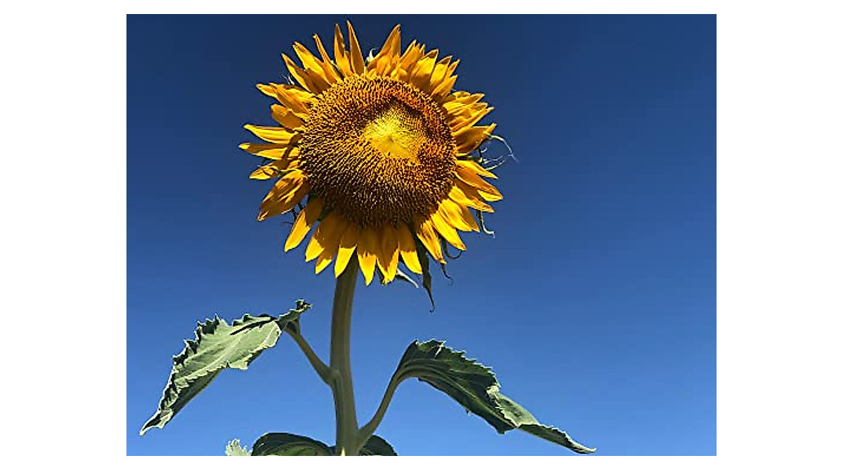 Mammoth Grey Stripe Sunflower Flower Seeds, 50+ Heirloom Seeds Per Packet, (Isla's Garden Seeds ...