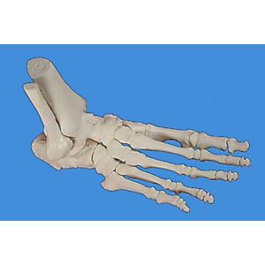 Wellden Medical Anatomical Foot Skeleton Model,disarticulated and Assembled by Magnets, Life Size