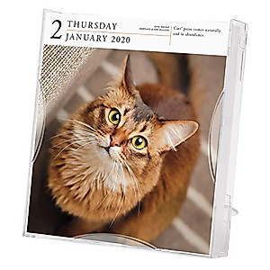 Cat Page-A-Day Gallery Calendar 2020