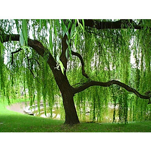 Weeping Willow Tree Cuttings to Plant - Fast Growing Trees - Beautiful Arching Canopy - Popular asBonsai (4 Weeping Willows)
