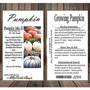 Big Pack (80-90+) Dill Atlantic Giant, Casper White, Cinderella Rouge VIF D'Etampes, & Jarrahdale Blue Pumpkin Seeds - Non-GMO Seeds by MySeeds.Co (Big Pack - Pumpkin Mix II)