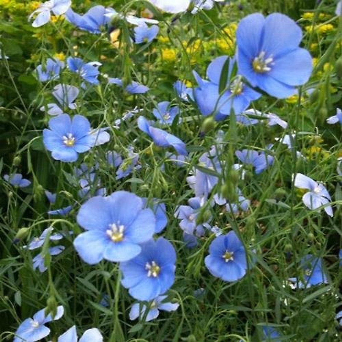 Outsidepride Linum Sky Blue Common Flax or Linseed Garden Flower Plant Seeds - 1000 Seeds