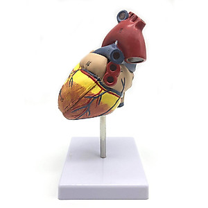 XINDAM 1: 1 Human Heart Model, Anatomically Accurate Heart Model Life Size Human Skeleton Anatomy for Science Classroom Study Display Teaching Medical Model