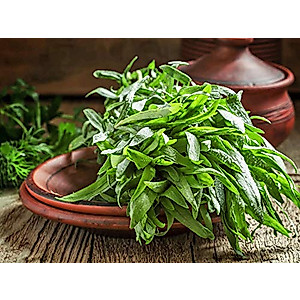 Gaea's Blessing Seeds - Tarragon Seeds - Heirloom Non-GMO Seeds with Easy to Follow Instructions - Open-Pollinated Herb Seeds Germination Rate 91%