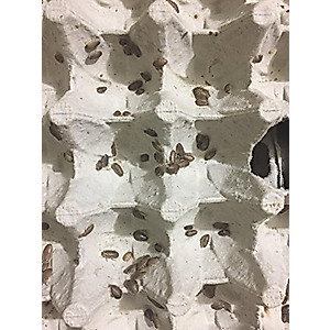 Bad Ass Bugs 250 Small Dubia Roaches