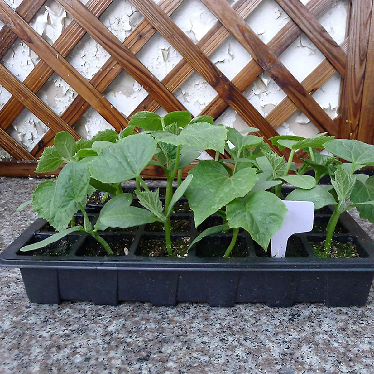 Happyyami 4 Sets 24 Plug Plant Trays Tray Kits Propagation Tray Germination Dome Germination Trays Supplies Starter pots Pot Trays Micro Greens Plant Germination Tray Organic Planter