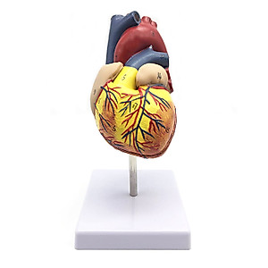 XINDAM 1: 1 Human Heart Model, Anatomically Accurate Heart Model Life Size Human Skeleton Anatomy for Science Classroom Study Display Teaching Medical Model
