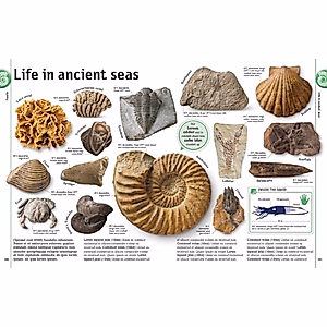 The Rock and Gem Book: And Other Treasures of the Natural World (DK Our World in Pictures)