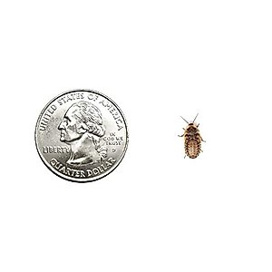 200 Small Live Dubia Roaches by DBDPet | Live Arrival is Guaranteed | Shipped in Cloth Bags
