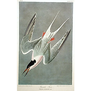 Roseate Tern. Plate 240 from"The Birds of America" (Amsterdam Edition)