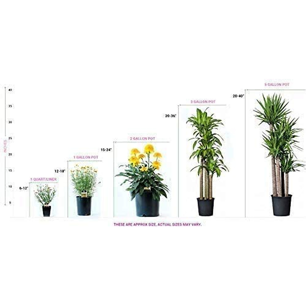 Pixies Gardens Yates Apple Tree Live Fruit Plant for Planting (3 Gallon Set of 2, Potted)