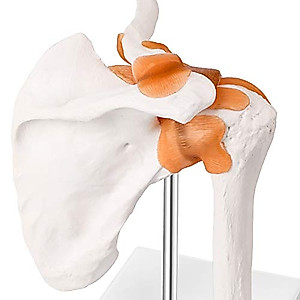 LYOU Human Shoulder Joint Model, Life Size Flexible Anatomically Accurate Shoulder Skeleton Model with Functional Ligaments and Removable Base