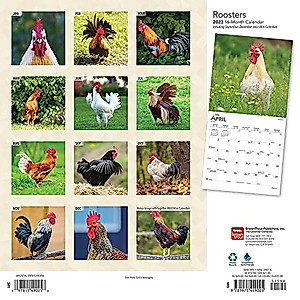 Roosters | 2023 12 x 24 Inch Monthly Square Wall Calendar | BrownTrout | Domestic Farm Barn Animals