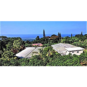 100% Kona Coffee – Whole Bean, Medium roast, Single estate gourmet coffee, 16 ounces, Farm fresh roasted from Domain Kona Coffee