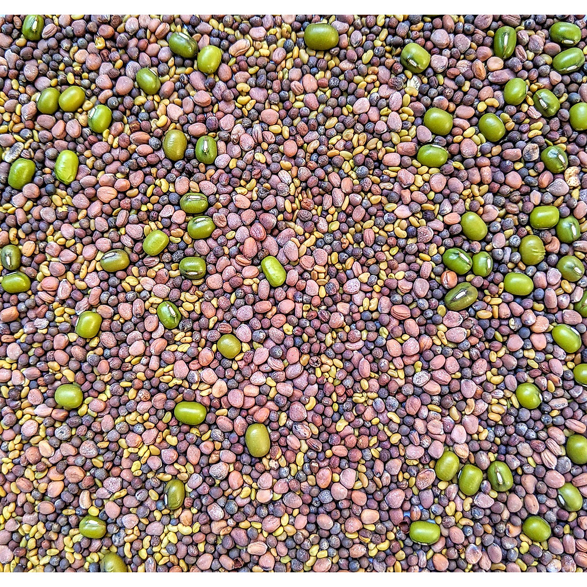 Variety Pack Sprouting Seeds Broccoli, Alfalfa, Radish, Mung beans & Salad Mix for Sprouts and Microgreens. Non-GMO. Pack of 10 premeasured seeds for quart size jars or trays. Includes 2 packs of each