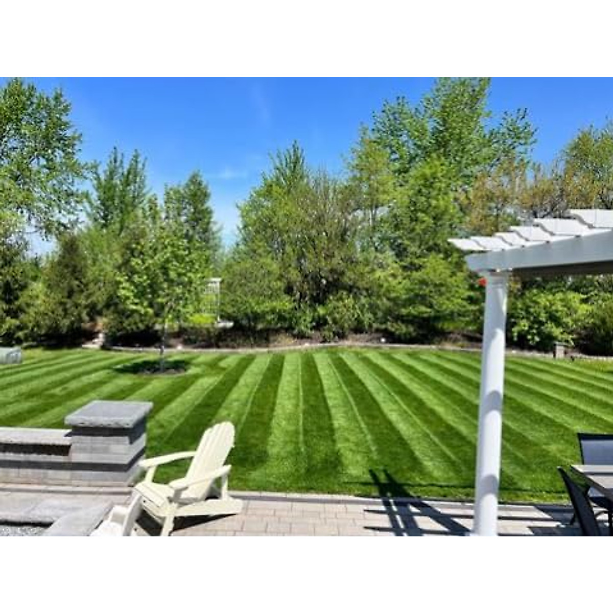 Twin City Seed Co. Blue Envy, Kentucky Bluegrass Blend, 1 lb Bag