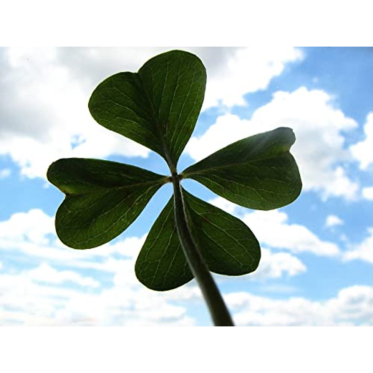 ATVADA Four Leaf Clover Seeds 300 Pcs Ground Dwarf Cover Garden Subterranean Micro Clover Seeds for Lawn