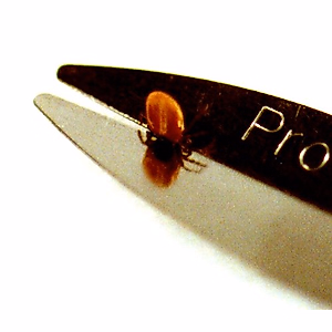 Tick Remover Tool by ProTick Remedy - Single Pack No Magnifier Model for Dog Cats Horses People and Pets - Removes All Ticks