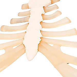 3B Scientific A69 Sternum w/ Rib Cartilage - 3B Smart Anatomy