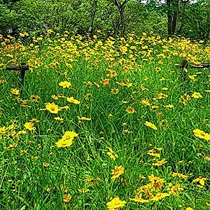 Outsidepride Perennial Tickseed Lance-leaved Coreopsis Heat & Drought Tolerant Wild Flowers - 5000 Seeds