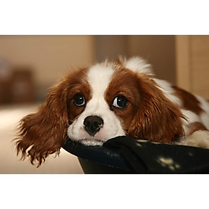 Dog Bone Supplement Large Breed - Ultra Dog Vitamins - Premium Vitamin and Minerals - Healthy Solution - Dog Joint Supplement Chews - 270 Treats (3 Bottles)