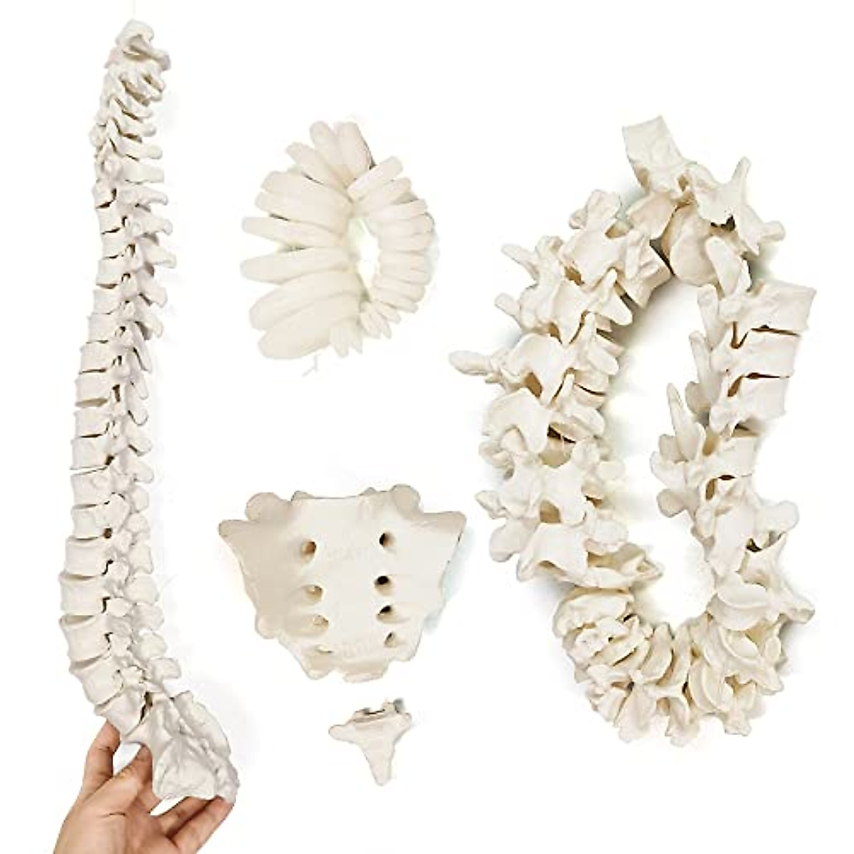 Benilev Disarticulated Human Skeleton Model for Anatomy, Full Size 67'' Skeleton with 200+ Bones Structures 3 Poster Skull Spine Bones Articulated Hand & Foot, for Anatomy Medical Learning