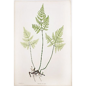 Polypodium Robertianum [Limestone Oak Fern]