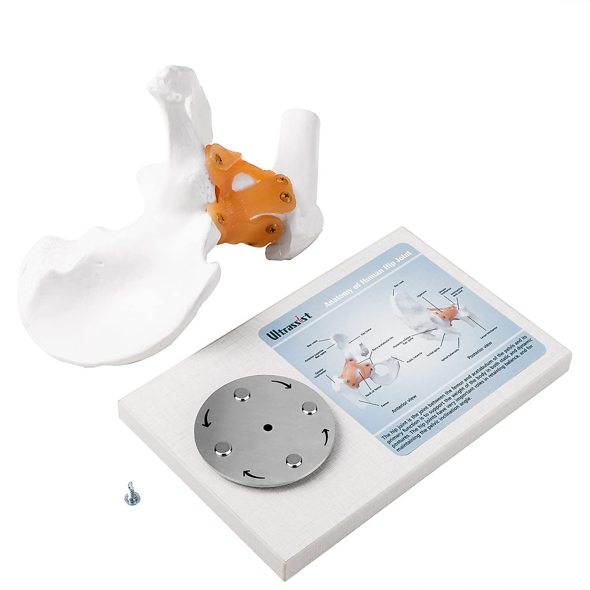 Human Hip Joint Model, Flexible 1:1 Anatomical Model Life Size with Ligaments 360° Rotatable Wooden Display Base, Anatomy Diagram for Classroom Education & Medical Training