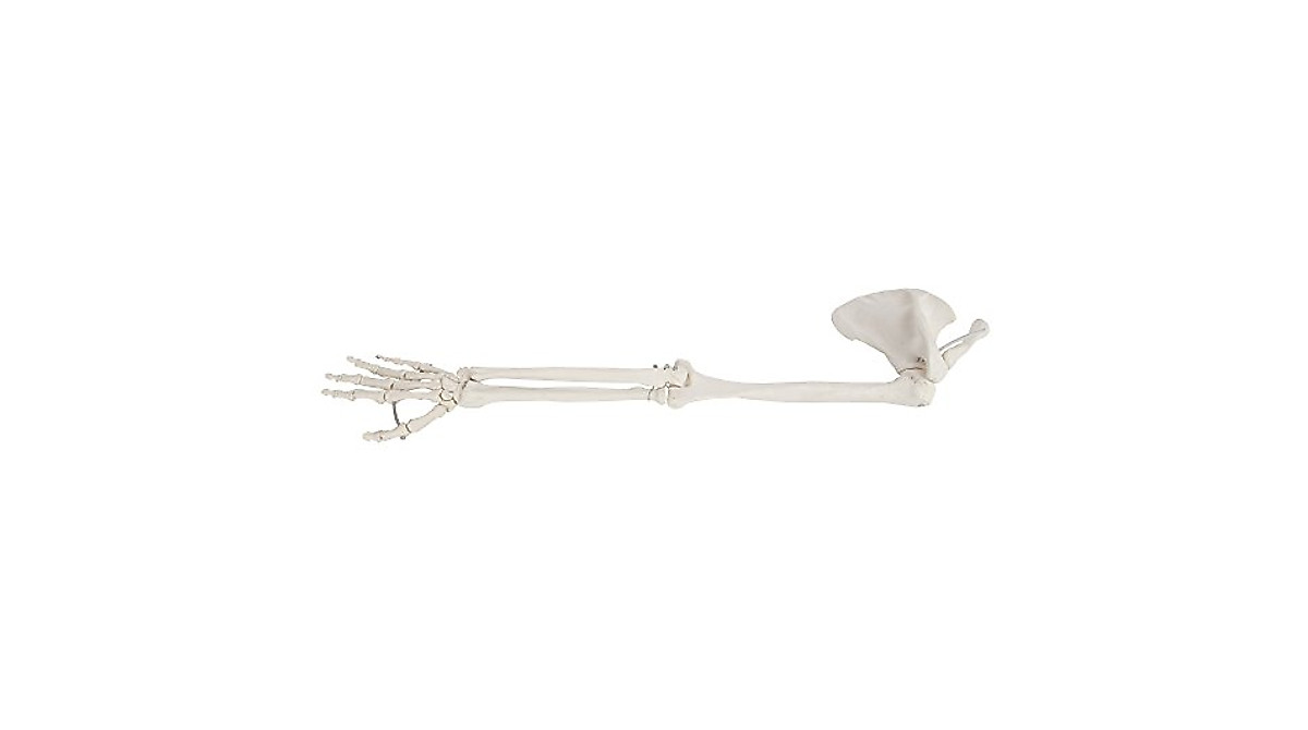 Axis Scientific Life-Size Right Arm Skeleton Model