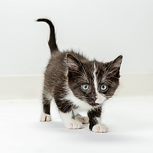 Pet-Ag Hairball Natural Solution Gel Supplement for Cats - 3.5 oz, Pack of 2 - Helps Prevent and Reduce Hairballs in Cats 6 Months and Older - Petrolatum Free