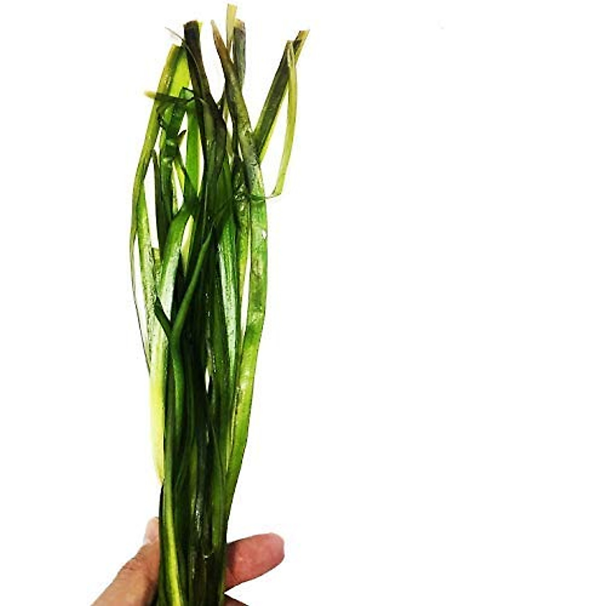 Planterest - Jungle Val Rooted Vallisneria Spiralis Bunch Live Aquarium Plant Low Light Background Stems Decorations BUY2GET1FREE