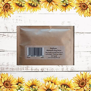 Sunflower Seeds for Planting to Plant Mammoth Sunflower Seeds Packet of About 100 Flower Seeds (Asteraceae Asterales Helianthus giganteus) !