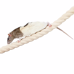 52 Inch Natural Rope (Large) - Flexible Bendable Climbing Rope Perch Cage Accessory Toy - Sugar Gliders, Squirrels, Degus, Marmosets, Monkeys, Parrots, Birds, Rats & Other Small Pets