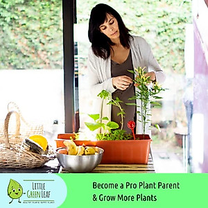 LGL Plant Watering Globes - 2 Pieces. Decorative Self Watering Planter Inserts Made From Hand-Blown Durable Glass. Keep your Outdoors and Indoor Plants Healthy. Ideal Plant Lover Gift (2pk Small)