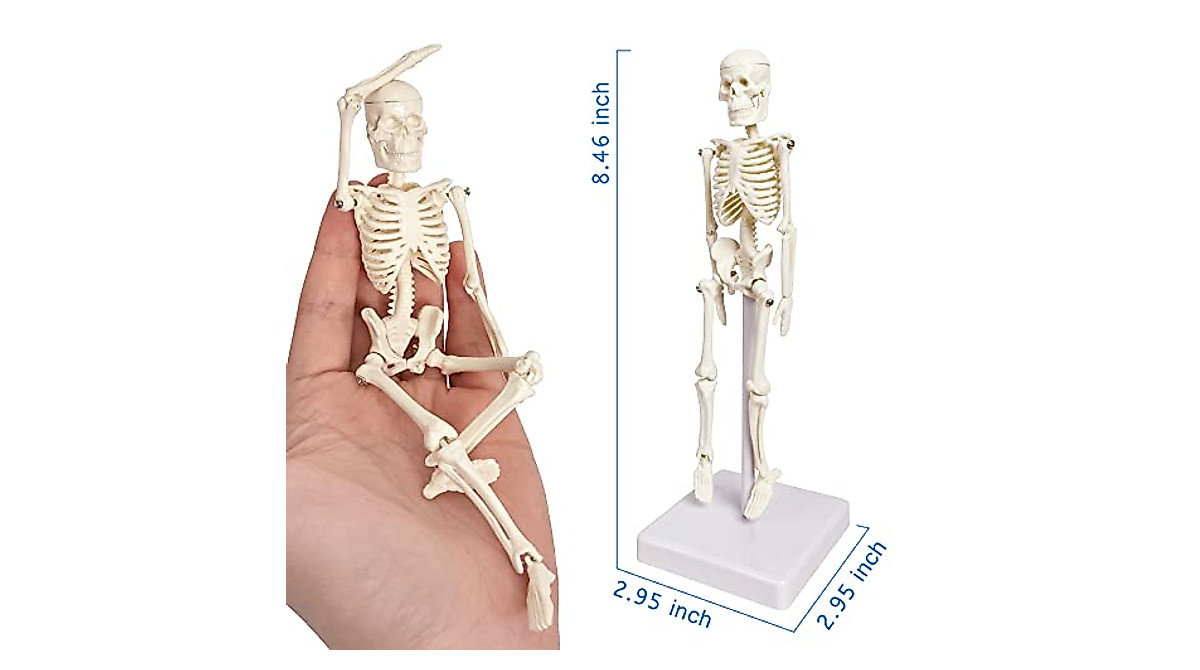 NEW HORIZON 21cm Human Skeleton Model - High Fidelity & Details