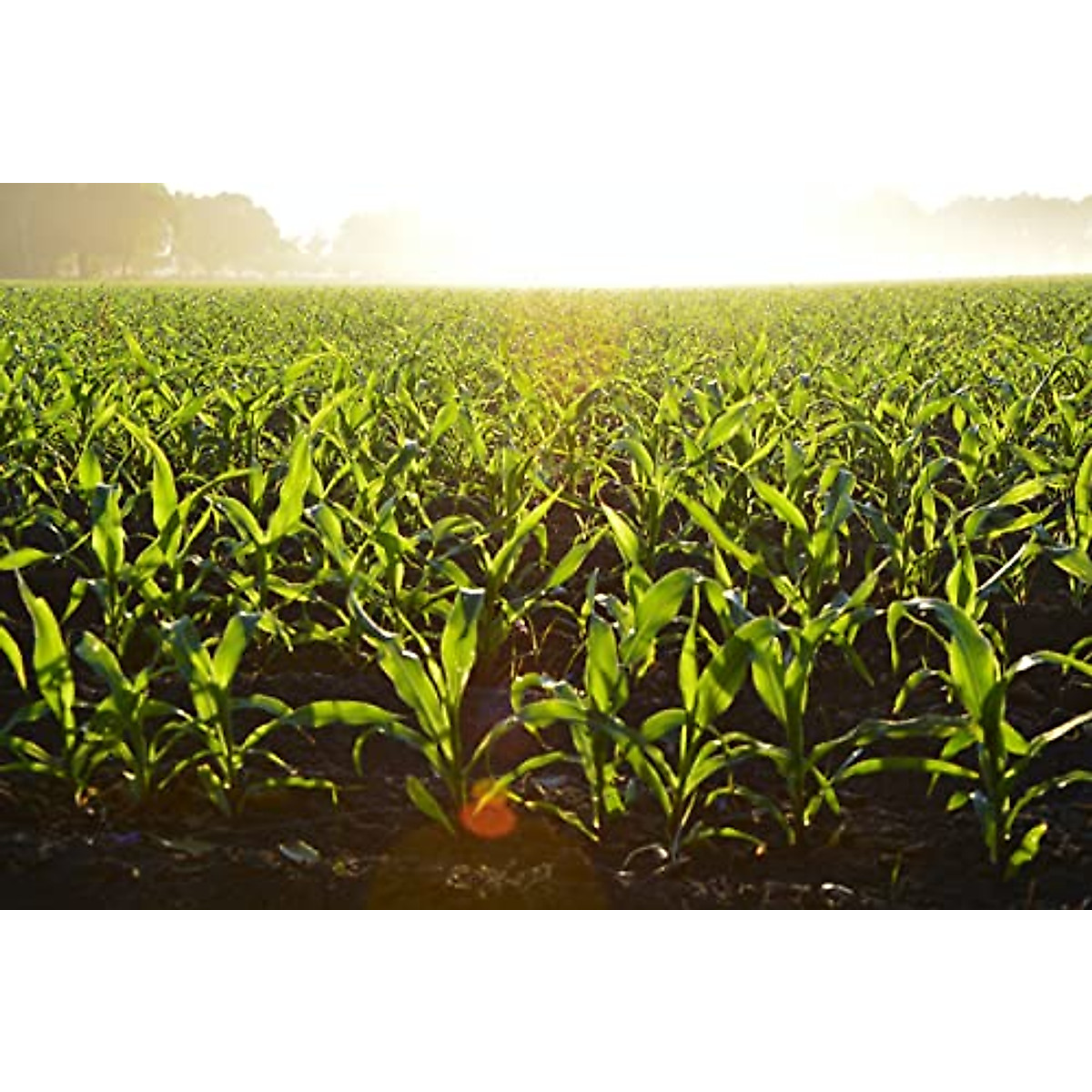 Cracked Corn for Wildlife Feeding (1, 50 Pounds)