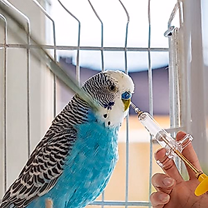 POPETPOP Birds Hand Feeding Syringe Bird Feeding Syringe, Birds Feeding Tubes for Small Birds Parrot Hand Feeding Syringe (2pcs Feed / 6 Pcs Curved Gavage Tubes) Parrot Feeding Syringe