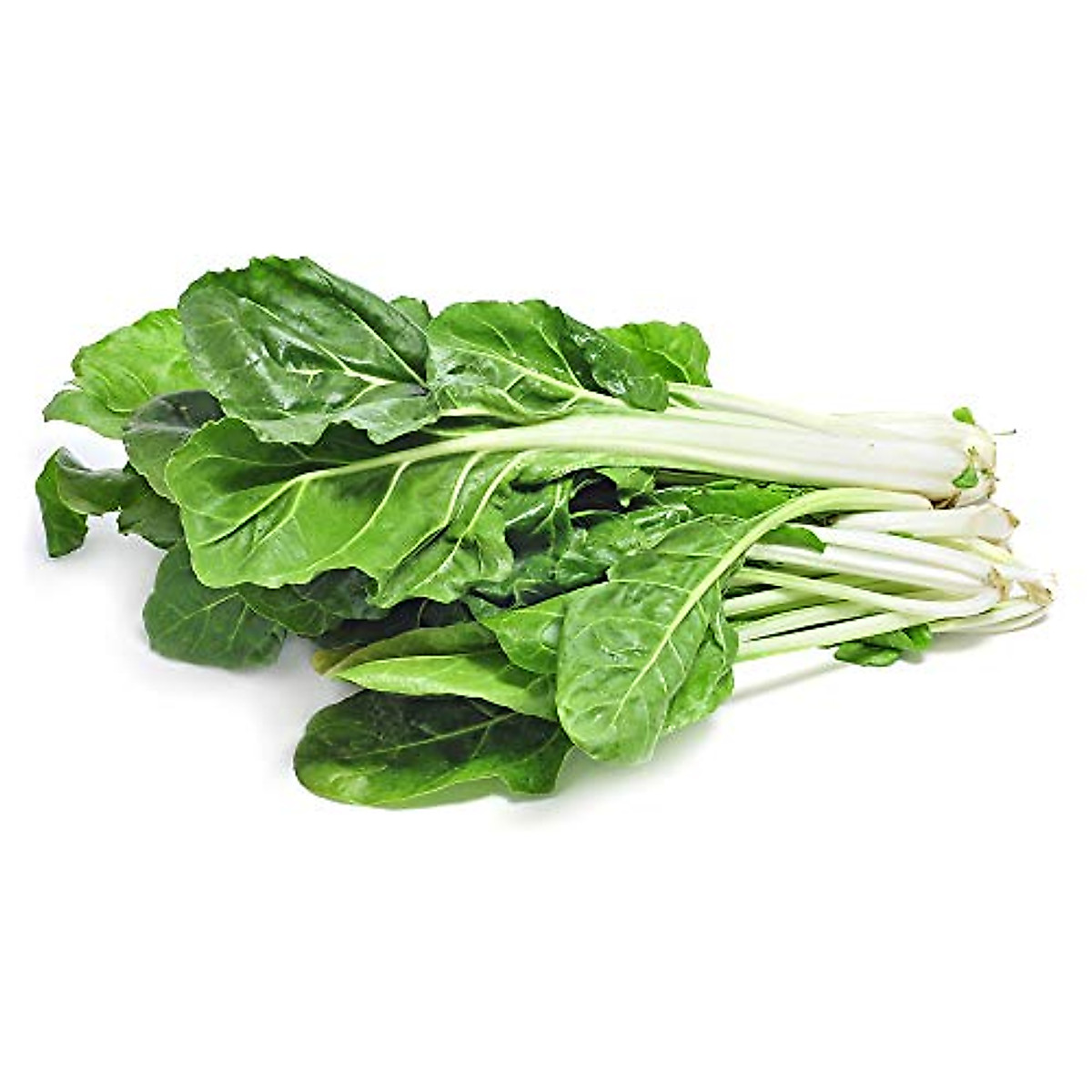 Silver Ice Swiss Chard, 300 Heirloom Seeds Per Packet, (Isla's Garden Seeds), Non GMO Seeds, Botanical Name: Beta vulgaris VAR. cicla