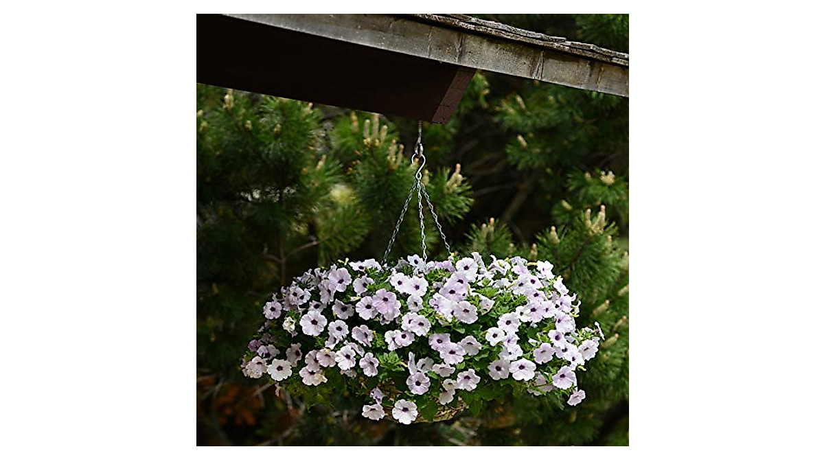 Easy Wave Silver Petunia Seeds for Vibrant Gardens