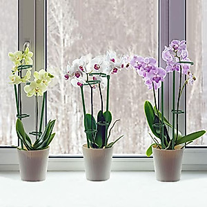 Plant Support Stakes Garden Stakes Plant Sticks Single Stem Flower Stakes, GAGINANG 6 PCS Plant Cage Stakes Rings with Fixed Buckle for Plant Flowers Orchid Peony Rose - 16 inches