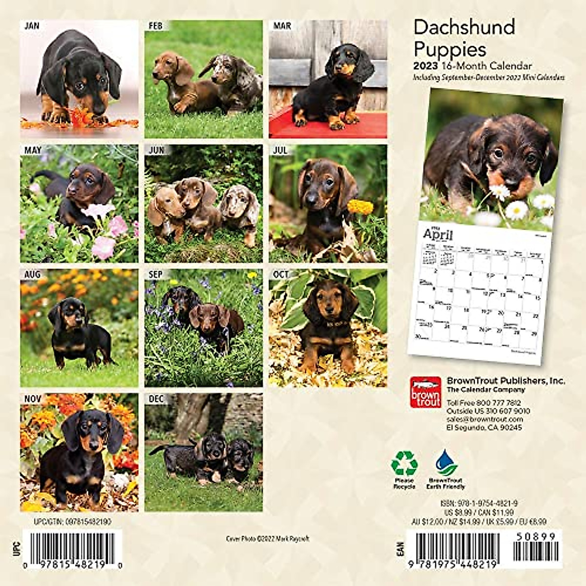 Dachshund Puppies | 2023 7 x 14 Inch Monthly Mini Wall Calendar | BrownTrout | Animals Dog Breeds Puppy DogDays