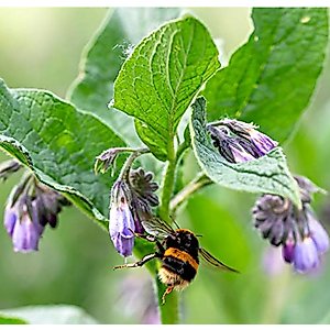 Earthcare Seeds True Comfrey 50 Seeds (Symphytum officinale) Non GMO, Heirloom