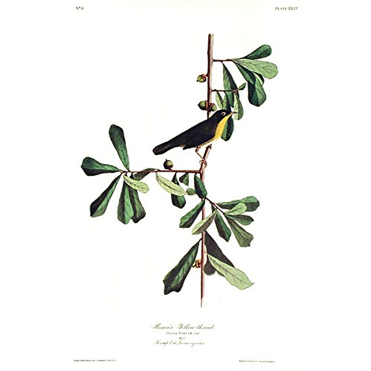 RoscoeÆs Yellow-throat. From"The Birds of America" (Amsterdam Edition)